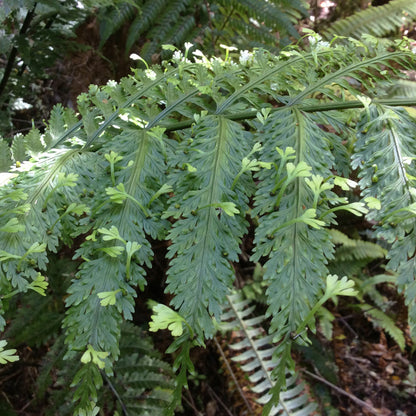 Asplenium bulbiferum | Mother Spleenwort – Gardeners Dream