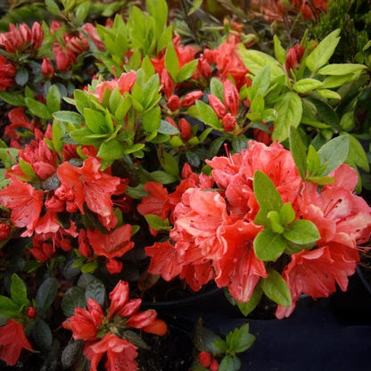 Azalea 'Geisha Orange' | Dwarf Azalea – Gardeners Dream