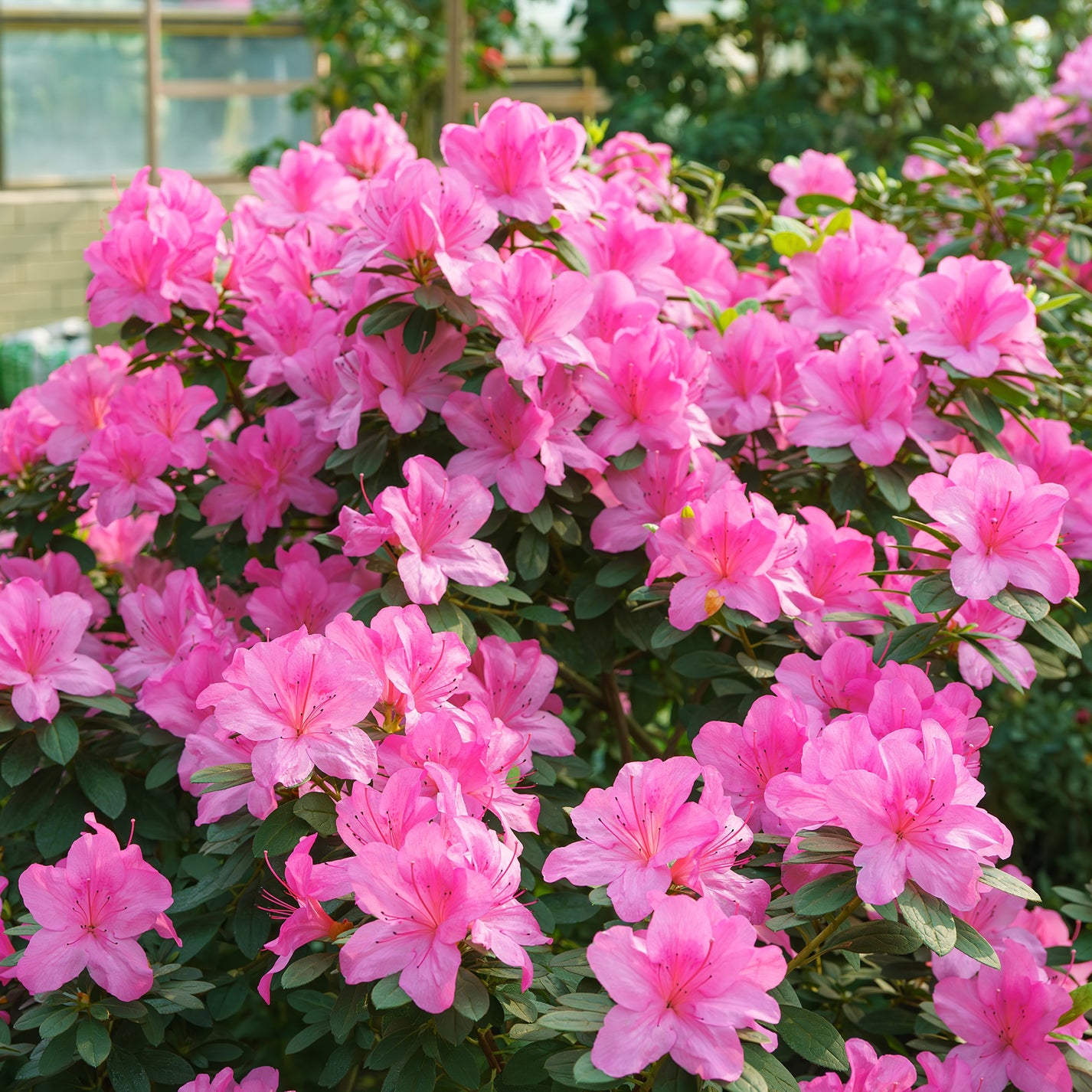 Azalea 'Geisha Purple' | Dwarf Azalea – Gardeners Dream