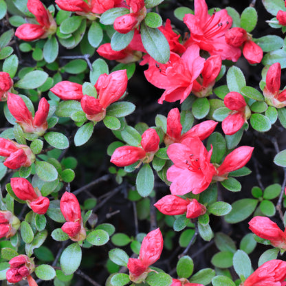 Azalea 'Geisha Red' | Dwarf Azalea – Gardeners Dream