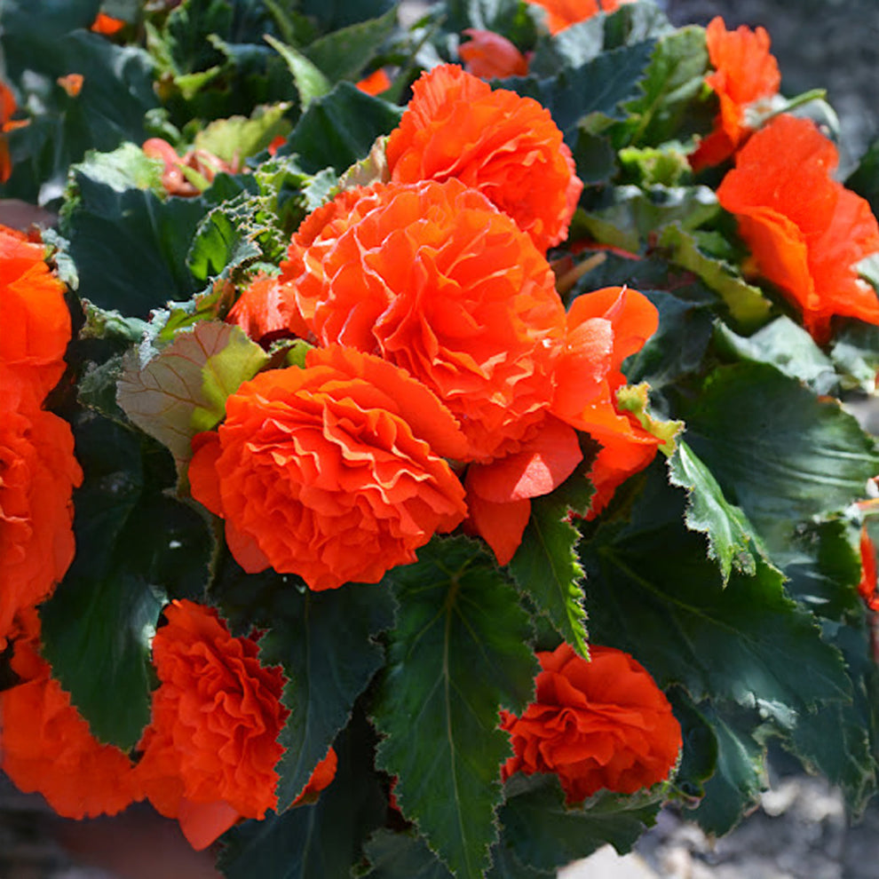 Begonia 'Orange Double', Begonia | Free UK Delivery over £50 ...