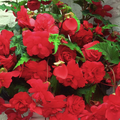 Begonia 'Red Double', Begonia | Free UK Delivery over £50 – Gardeners Dream