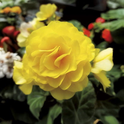 Begonia 'Yellow Double', Begonia | Free UK Delivery over £50 ...