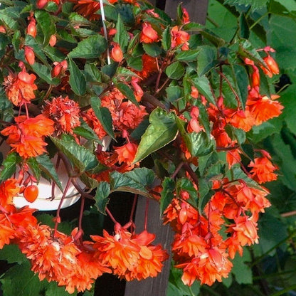 Begonia 'Orange Cascade', Begonia | Free UK Delivery over £50 ...