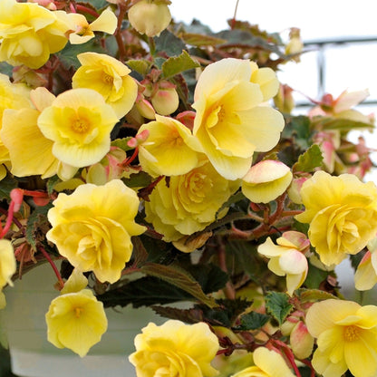 Begonia 'Yellow Cascade', Begonia | Free UK Delivery over £50 ...