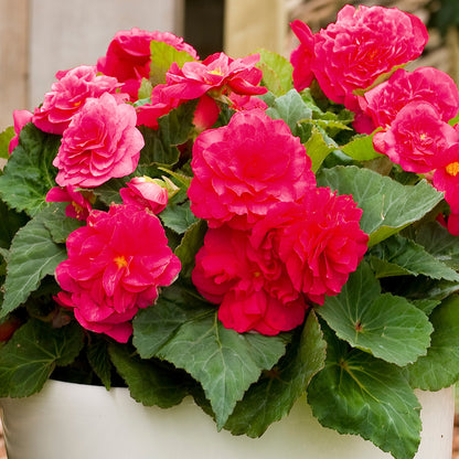 Begonia 'Non-Stop Dark Rose' | Begonia Tuberous – Gardeners Dream