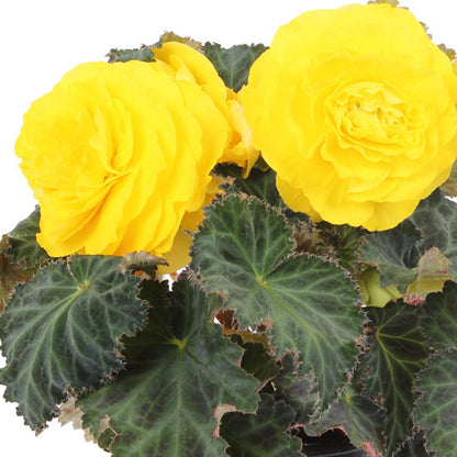 Begonia 'Non-Stop Lemon' | Begonia Tuberous – Gardeners Dream