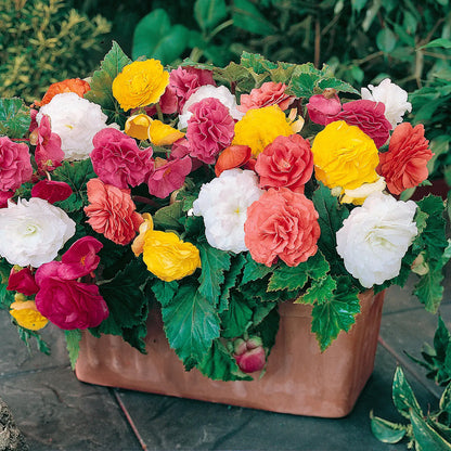 Begonia 'Non-Stop' Mix | Begonia Tuberous – Gardeners Dream