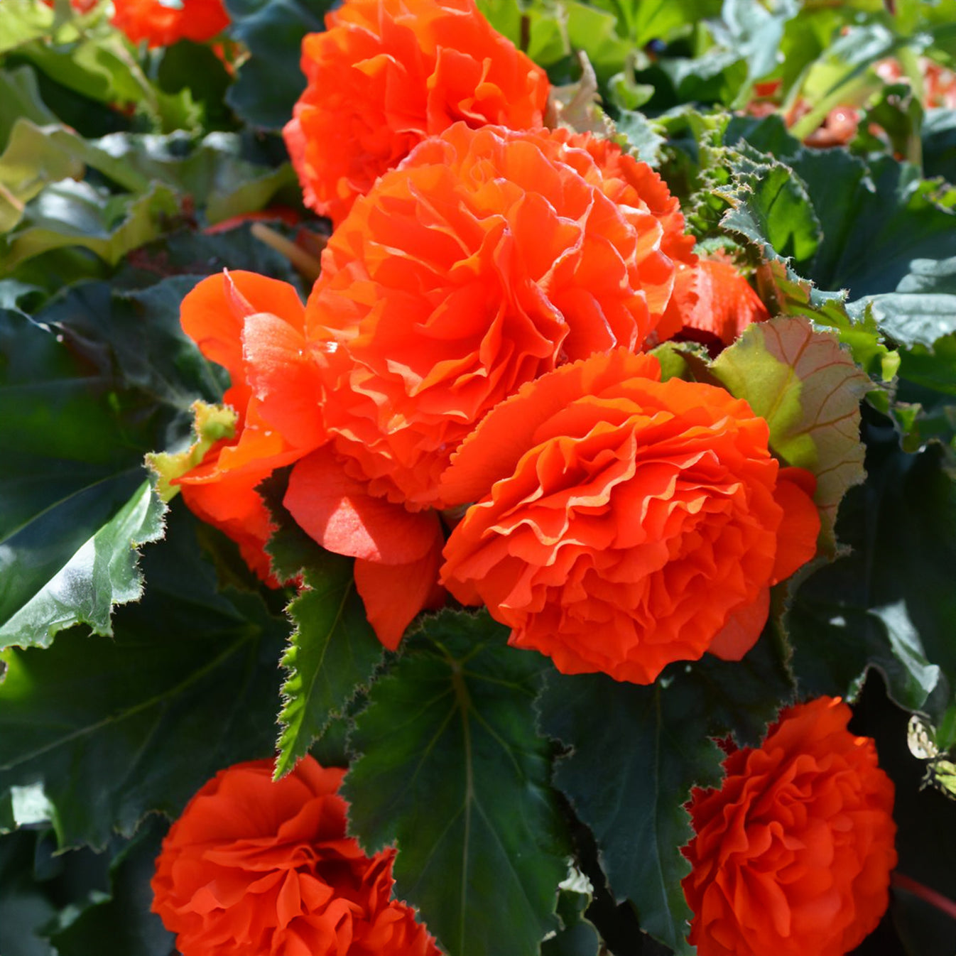Begonia 'Non-Stop Orange' | Begonia Tuberous – Gardeners Dream