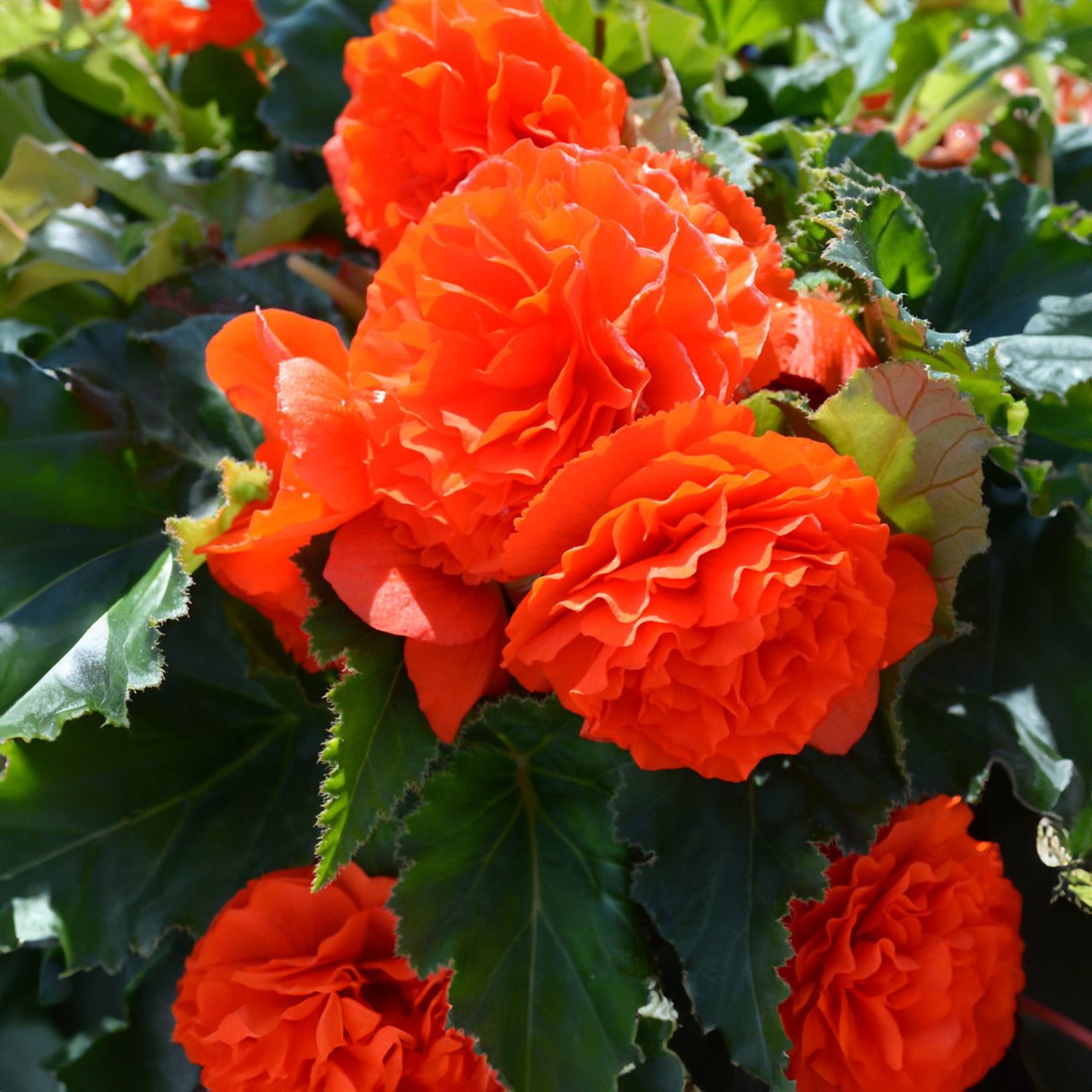 Begonia 'Non-Stop Orange' | Begonia Tuberous – Gardeners Dream