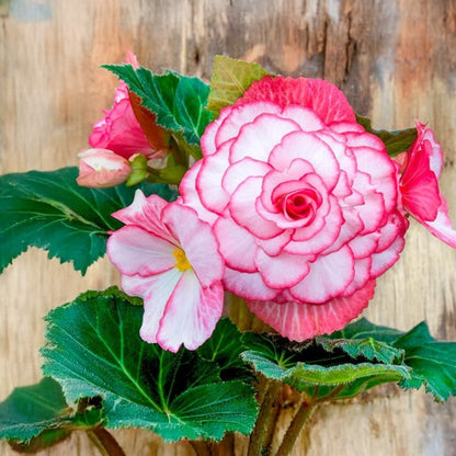 Begonia Rosebud | Garden Bulbs | Free UK Delivery over £50 – Gardeners ...
