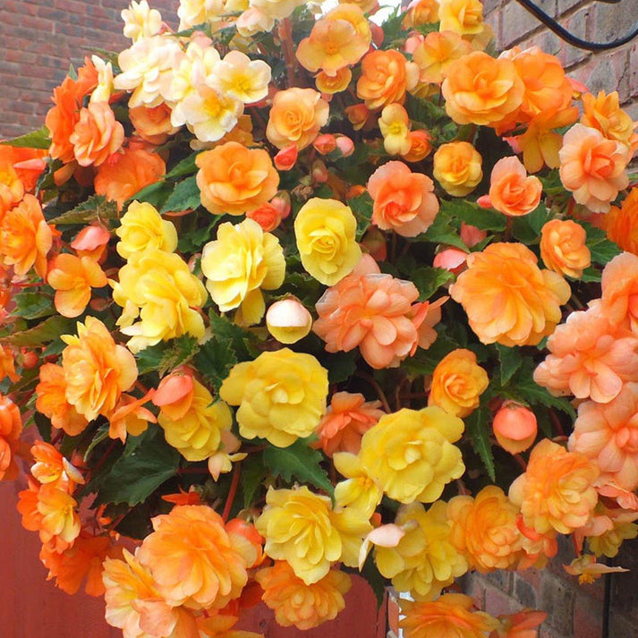 Begonia 'Trailing Apricot Shades' | Begonia Tuberous – Gardeners Dream