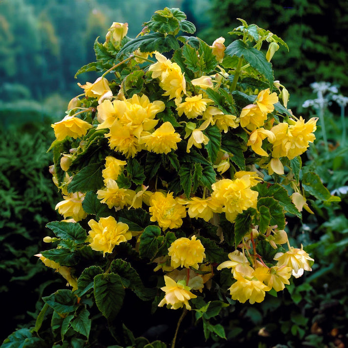 Begonia 'Trailing Lemon' | Begonia Tuberous – Gardeners Dream