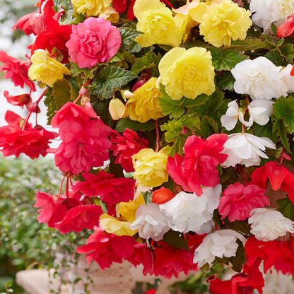 Begonia 'Trailing' Mix | Begonia Tuberous – Gardeners Dream