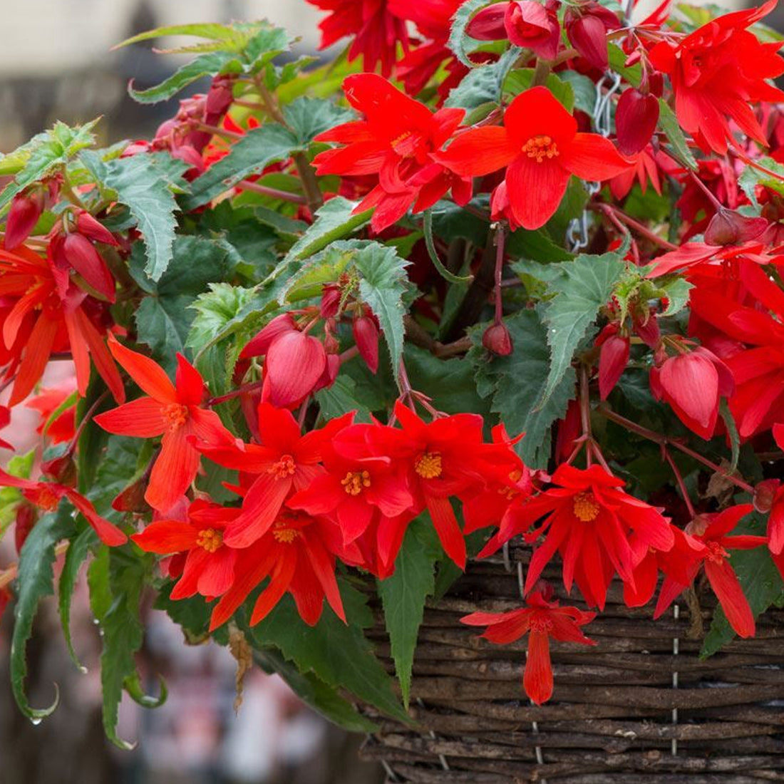 Begonia 'Trailing Scarlet' | Begonia Tuberous – Gardeners Dream