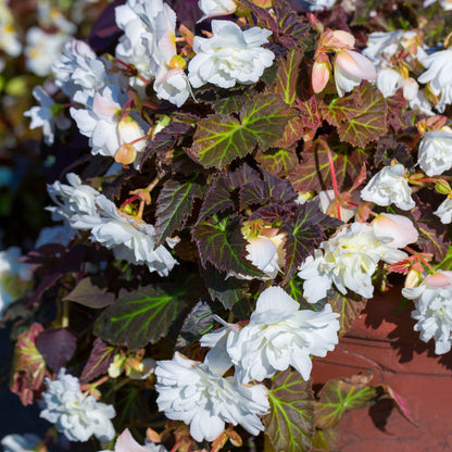 Begonia 'Trailing White' | Begonia Tuberous – Gardeners Dream