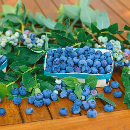 Blueberry 'Blue Jay' | Blueberry – Gardeners Dream