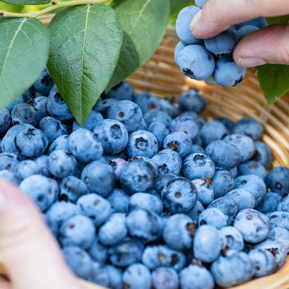 Blueberry 'Elizabeth' | Blueberry – Gardeners Dream