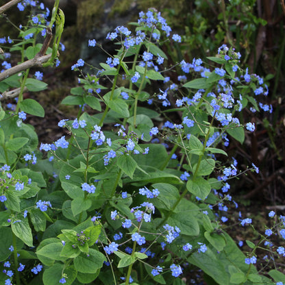 Brunnera macrophylla | Outdoor Plants – Gardeners Dream