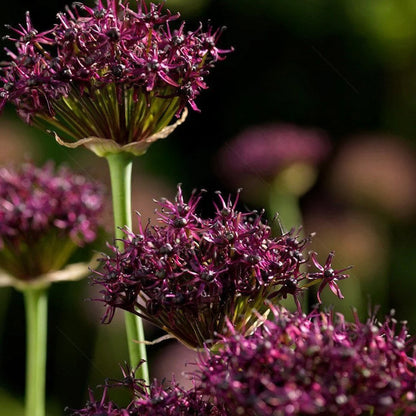 Allium atropurpureum | Ornamental Onion – Gardeners Dream