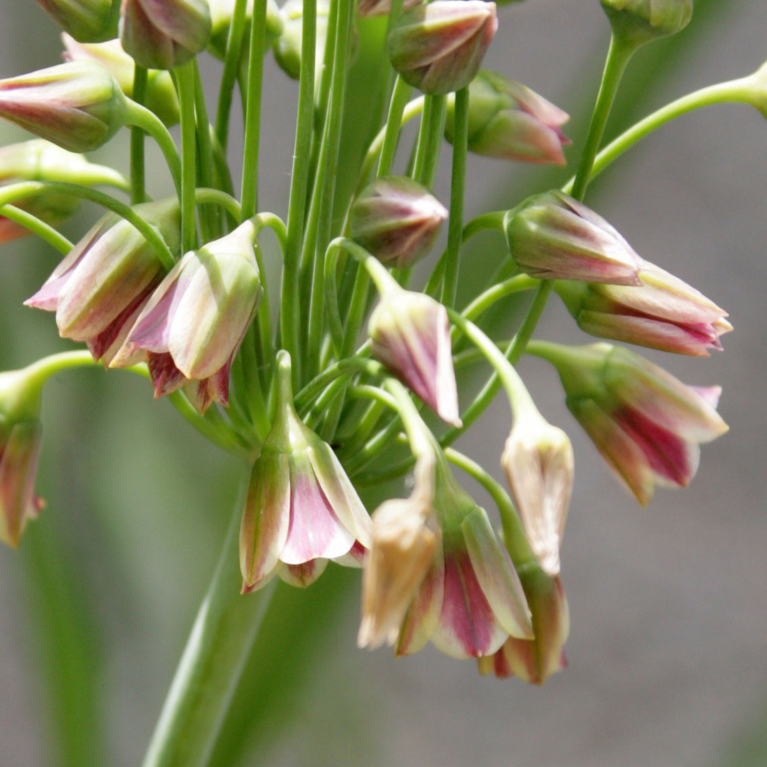 Allium siculum | Sicilian Honey Garlic – Gardeners Dream