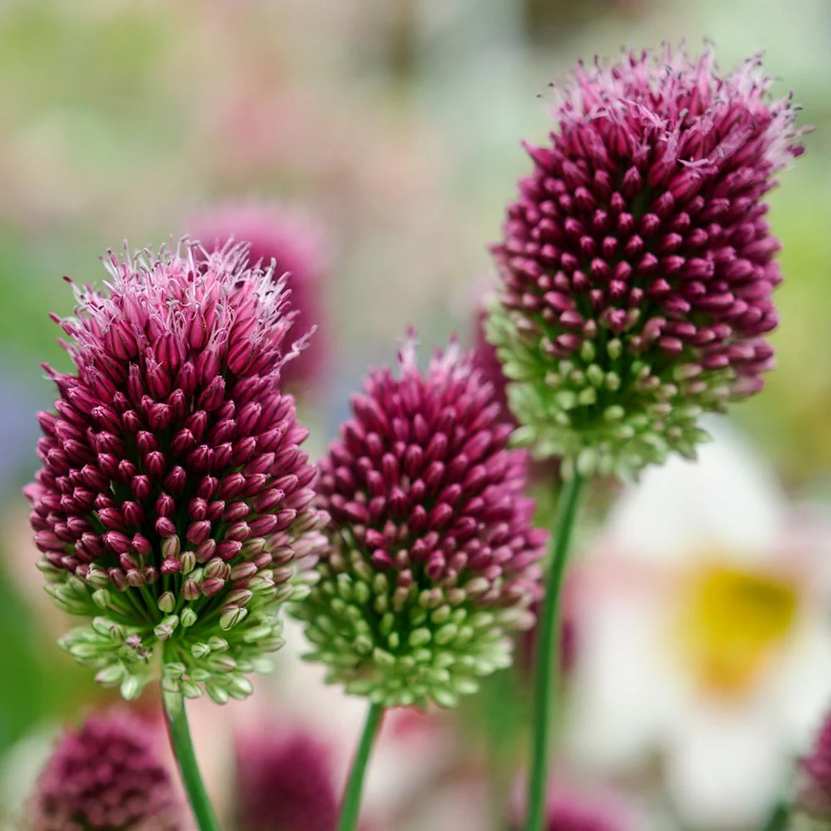 Allium sphaerocephalon | Round-Headed Leek – Gardeners Dream