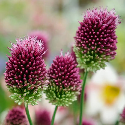 Allium sphaerocephalon | Round-Headed Leek – Gardeners Dream