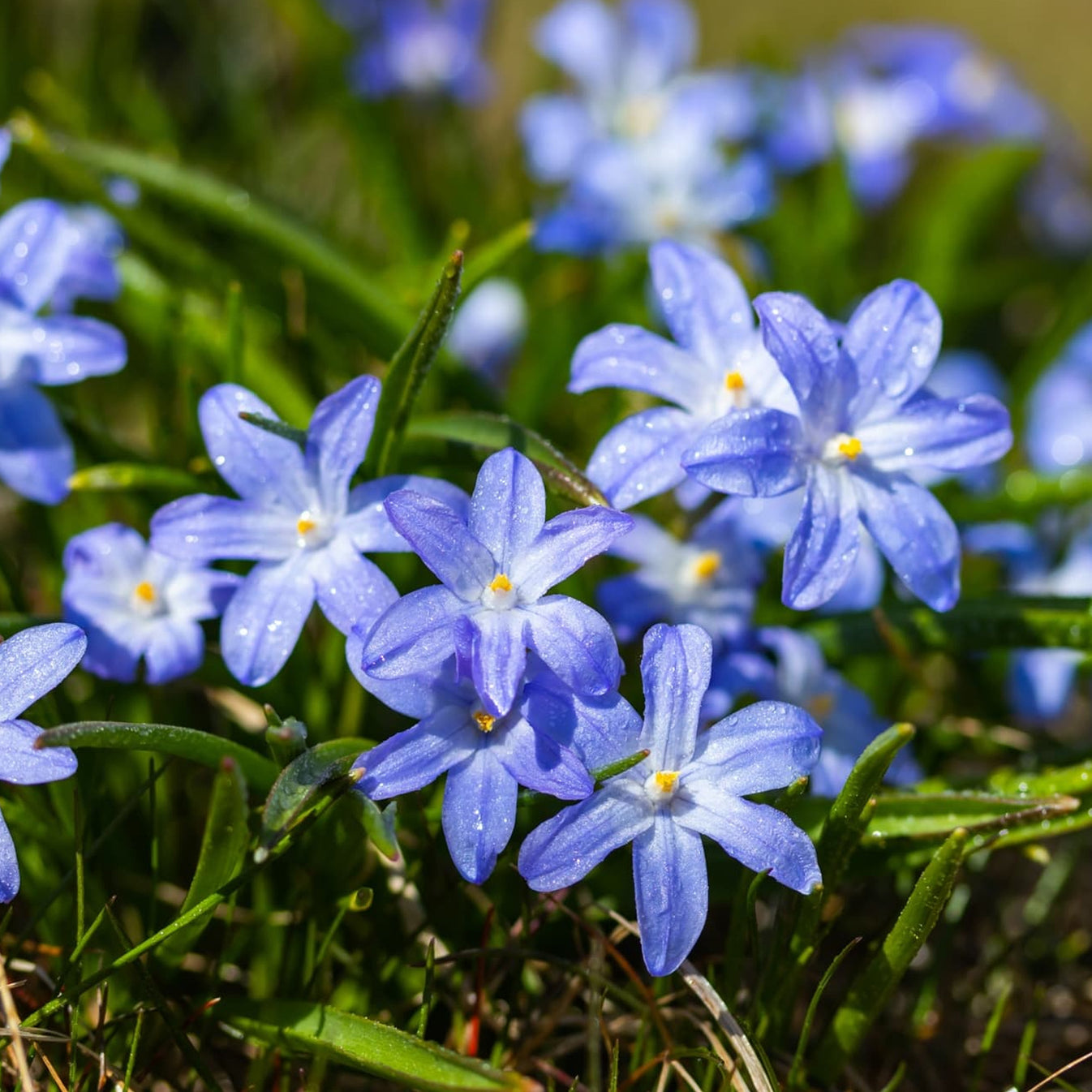 Chionodoxa luciliae | Glory of the Snow – Gardeners Dream