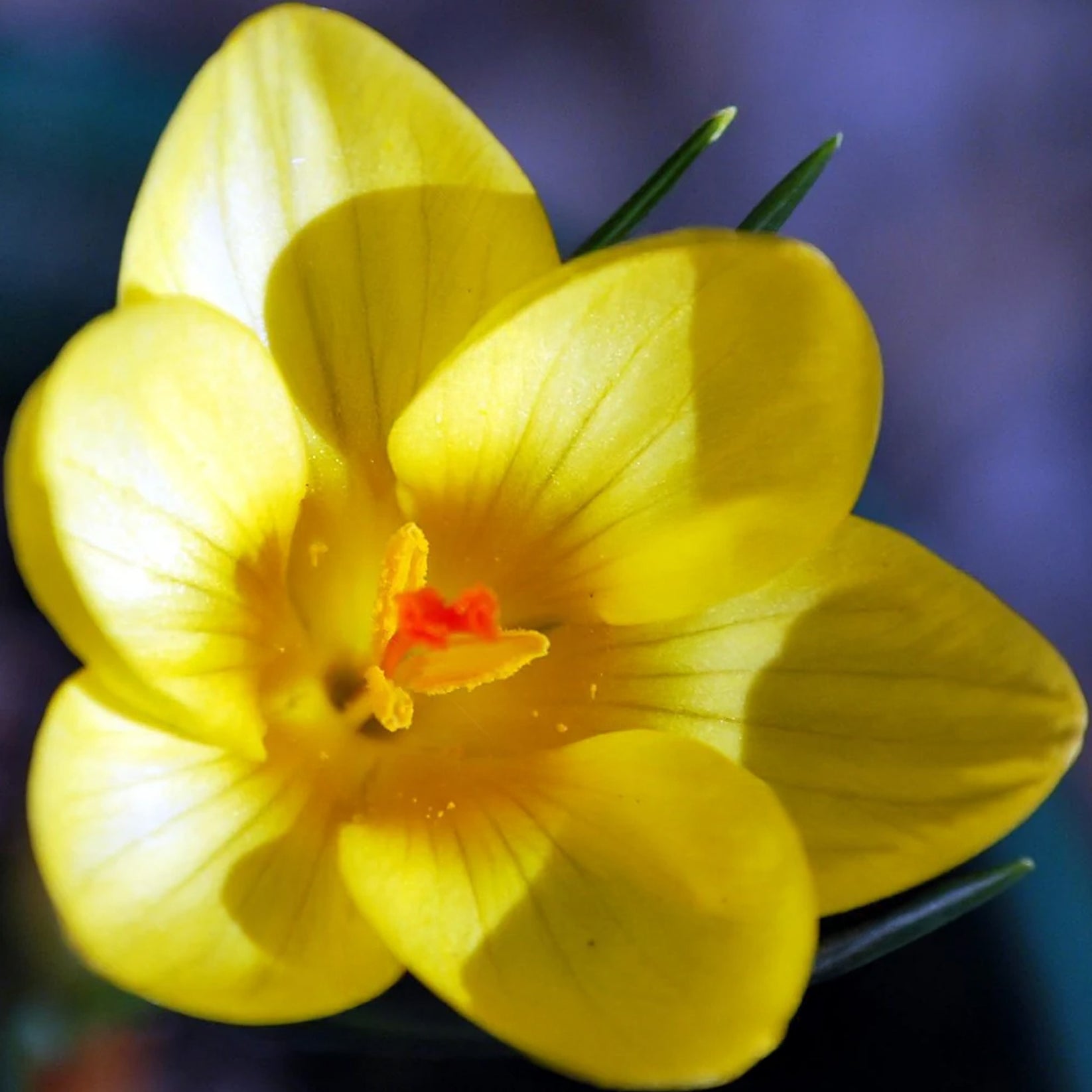 Crocus 'Romance' | Early Crocus – Gardeners Dream