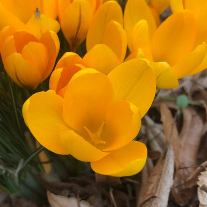 Crocus Yellow Mammoth | Large-Flowering Yellow Crocus – Gardeners Dream