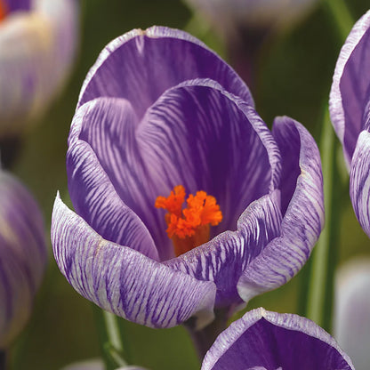 Crocus 'Pickwick' | Large-Flowering Striped Crocus – Gardeners Dream