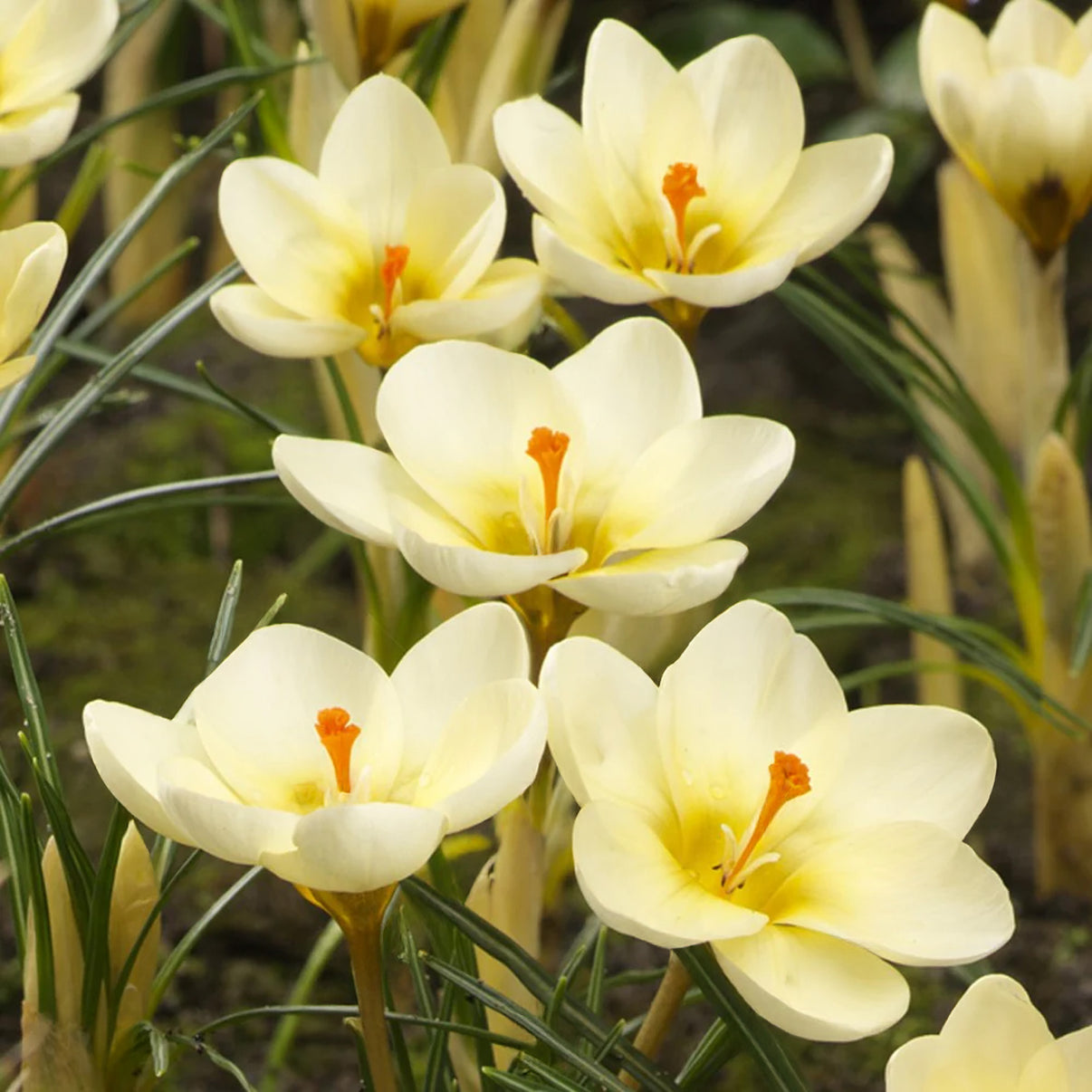 Crocus chrysanthus 'Cream Beauty' | Species Crocus – Gardeners Dream