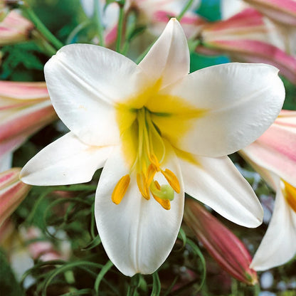 Lilium regale | Regal Lily – Gardeners Dream
