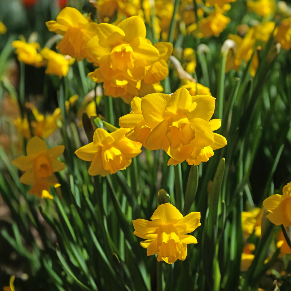 Guide to Different Types of Daffodils | Gardeners Dream
