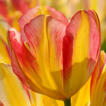Tulip 'Antoinette' | Single Late Tulip – Gardeners Dream