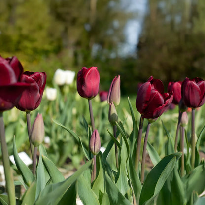 Tulip 'National Velvet' | Triumph Tulip – Gardeners Dream