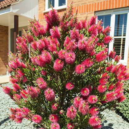 Callistemon 'Amarette' Patio Tree | Bottlebrush Tree – Gardeners Dream