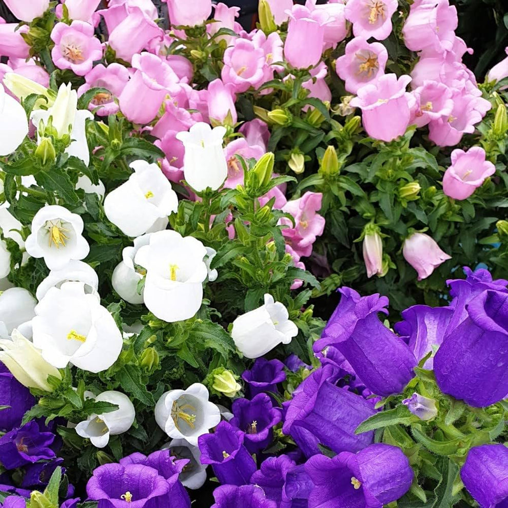 Campanula Mix | Bellflower – Gardeners Dream