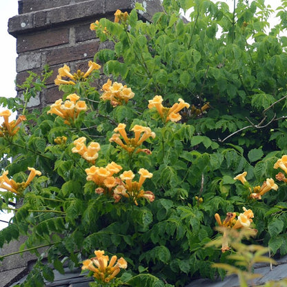 Campsis 'Flava' | Yellow Trumpet Vine – Gardeners Dream