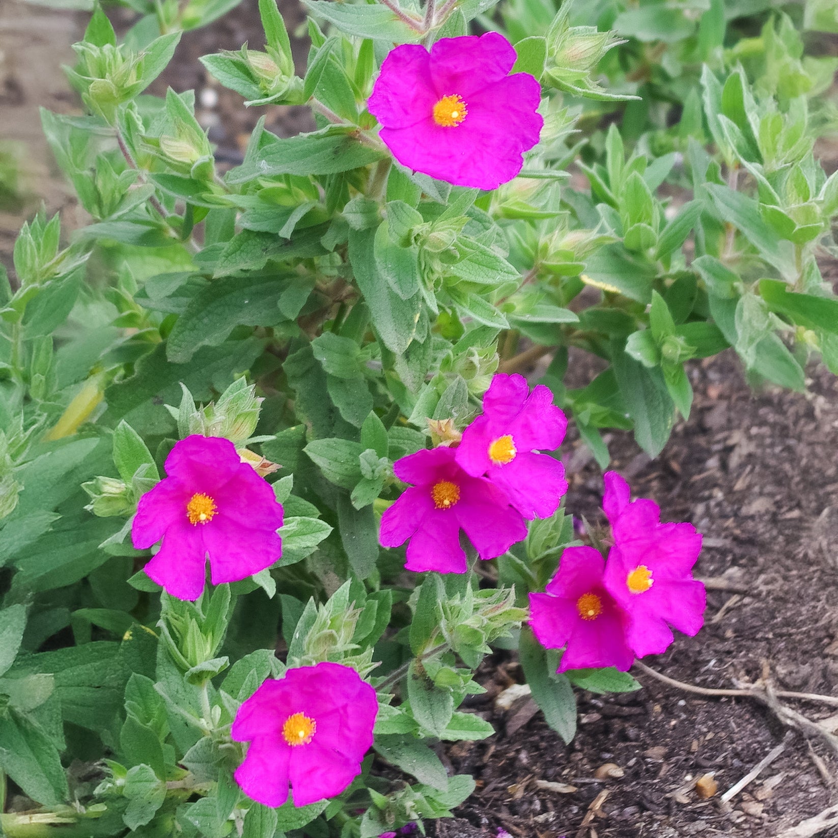 Cistus 'Sunset' | Rock Rose – Gardeners Dream