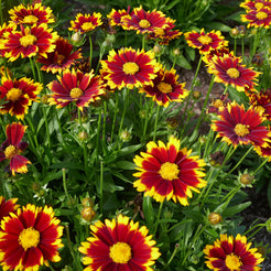 Coreopsis 'UpTick Red' | Tickseed – Gardeners Dream