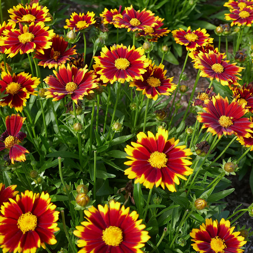 Coreopsis 'UpTick Red' | Tickseed – Gardeners Dream