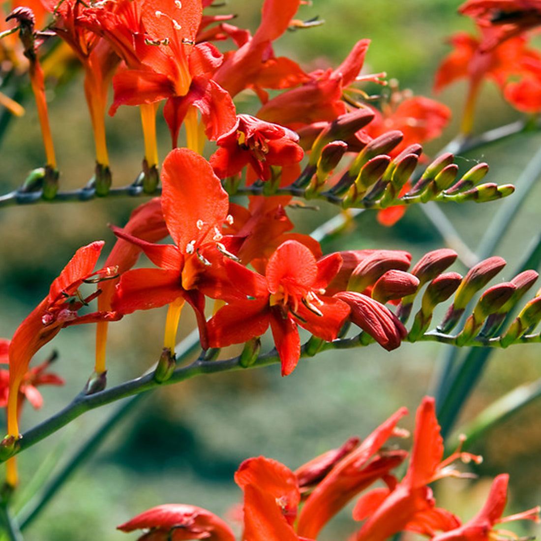 Crocosmia 'Red King', Crocosmia | Free UK Delivery over £50 – Gardeners ...