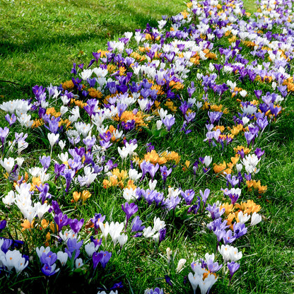 Crocus Large Flowered Garden Mix | Dwarf Crocus – Gardeners Dream