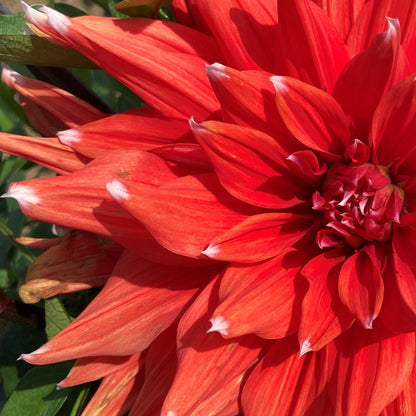 Dahlia Colour Spectacle Bulbs - Vivid Orange Summer Flowers – Gardeners ...
