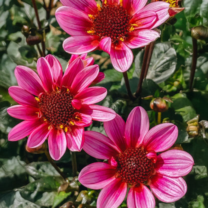 Dahlia Pretty Woman Bulbs - Pink Outdoor Summer Flowers – Gardeners Dream
