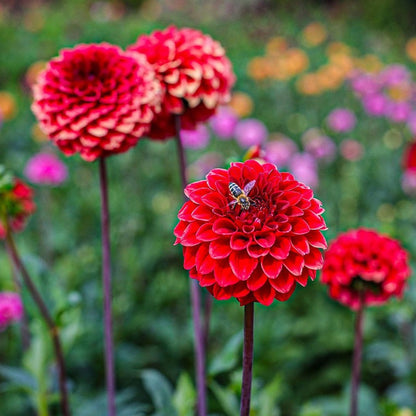 Dahlia Red Cap Bulbs - Bright Red Pompom Summer Flowers – Gardeners Dream