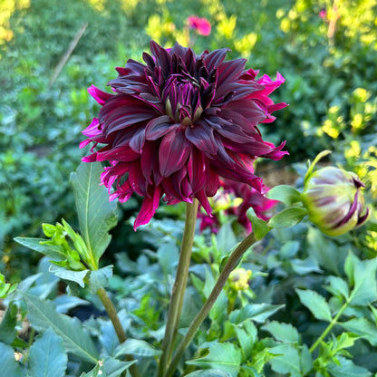 Dahlia Rip City Bulbs - Dramatic, Dark Summer Flowers – Gardeners Dream