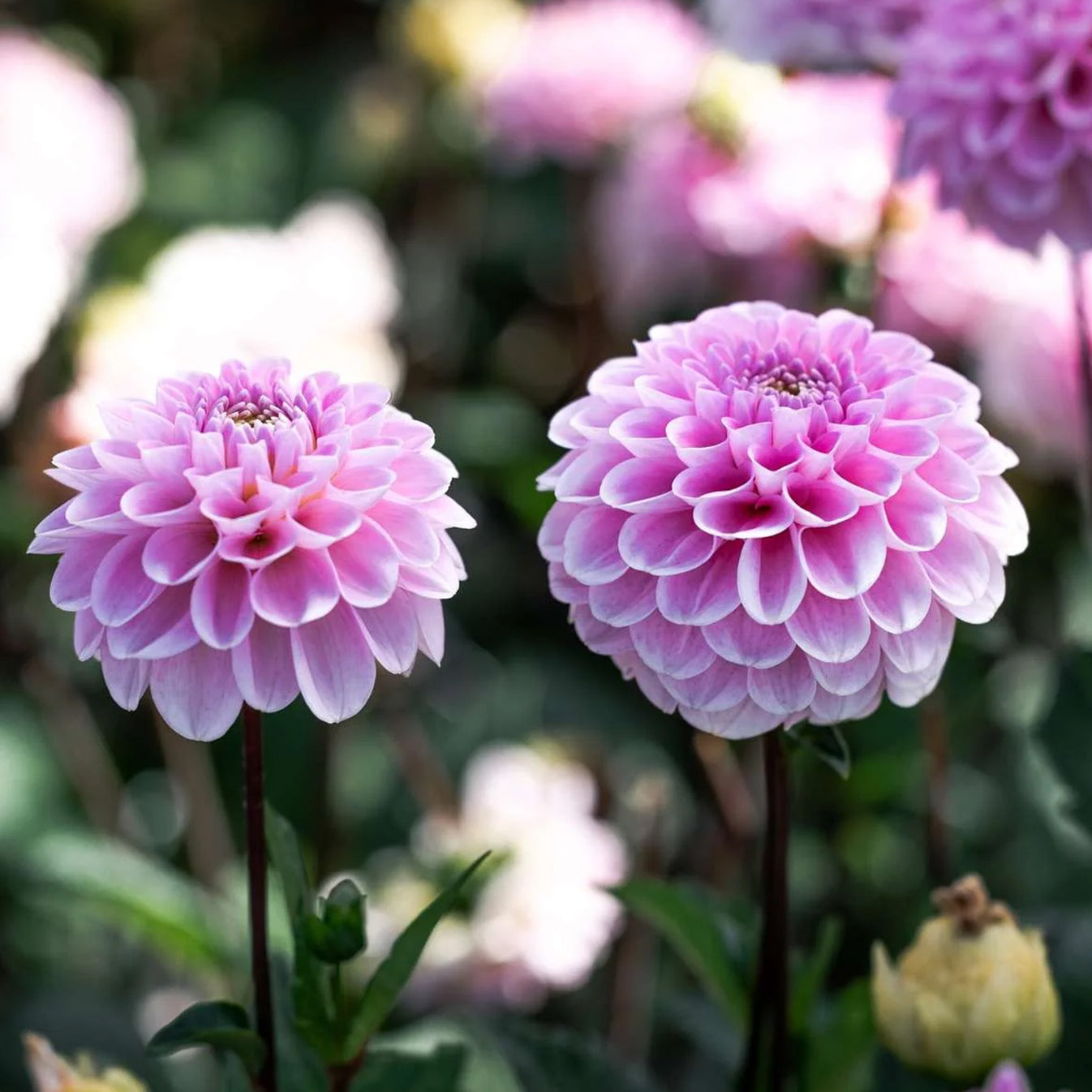 Dahlia Wizard of Oz Bulbs - Soft Pink Pompom Summer Flowers – Gardeners ...