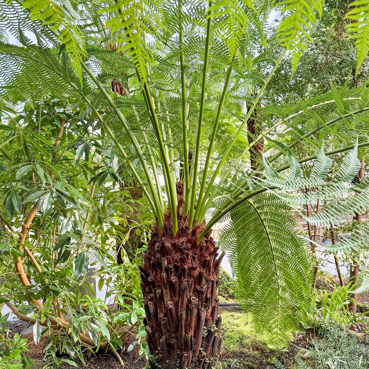 Dicksonia antarctica | Soft Tree Fern Tree – Gardeners Dream
